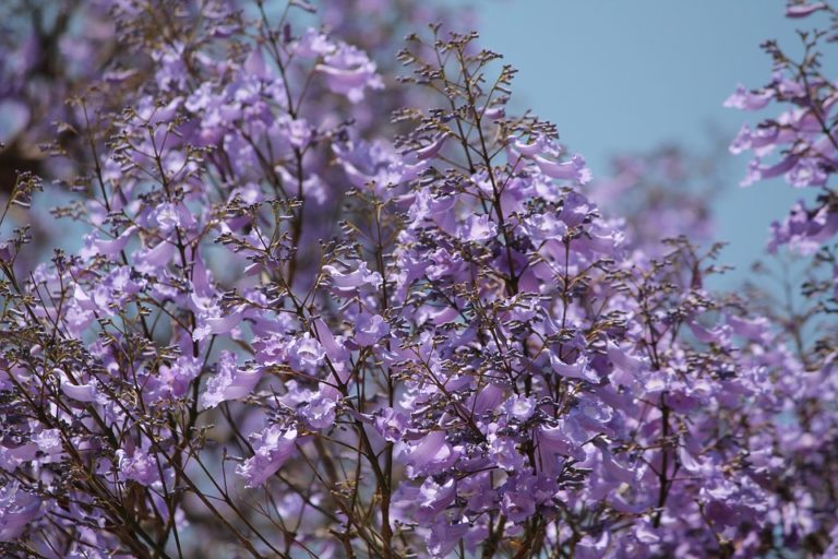 10 lugares donde puedes admirar la belleza de las jacarandas en la CDMX ...