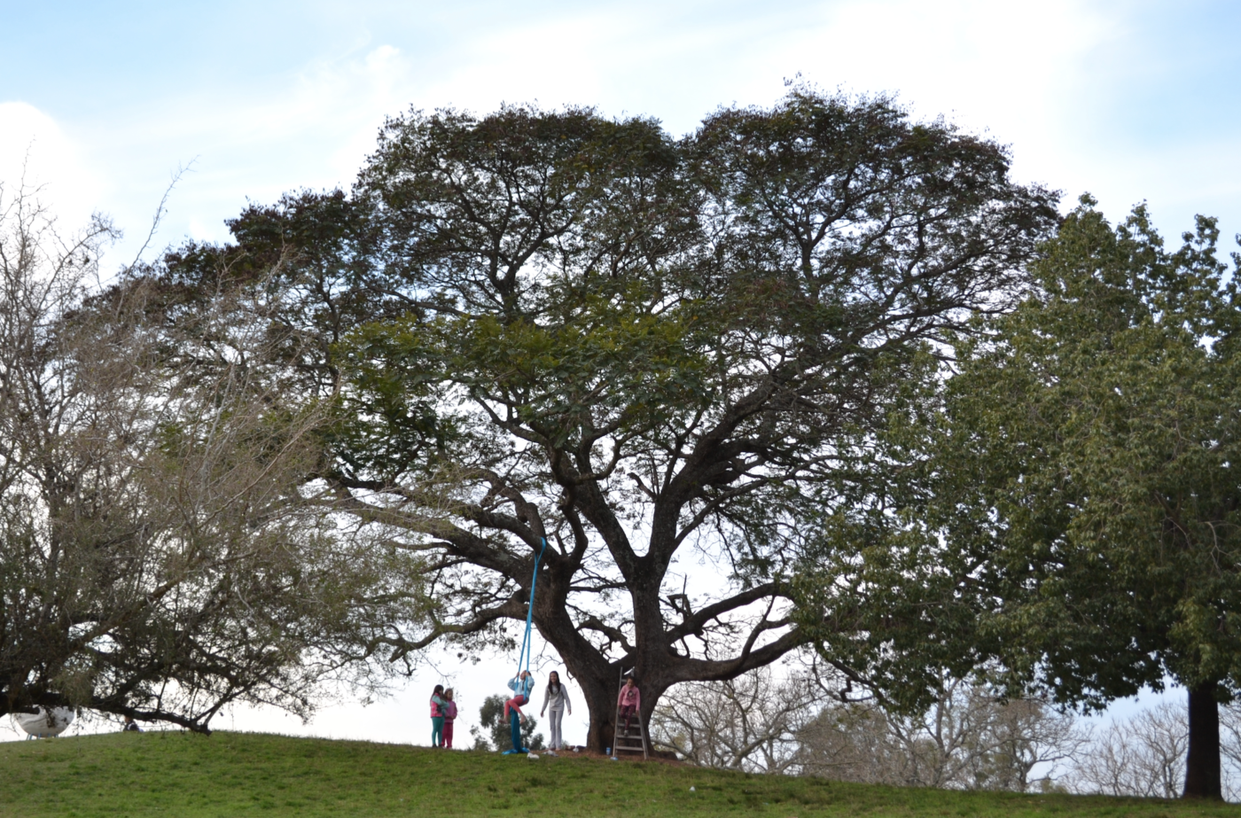 El encino, parte fundamental de nuestros bosques – Bien Común